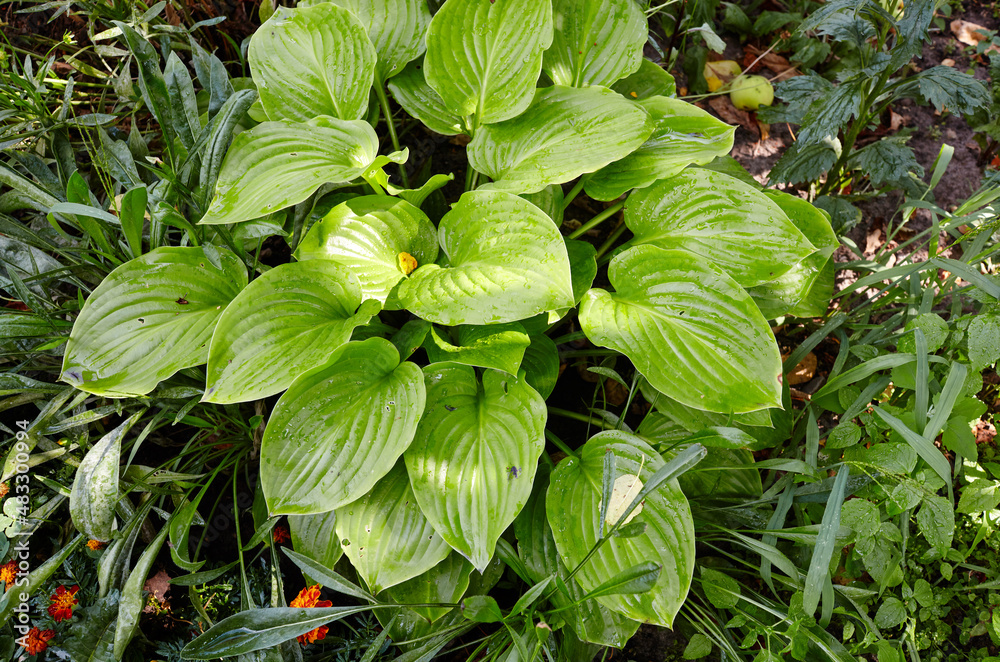 Beautiful Hosta leaves background. Hosta - an ornamental plant for ...