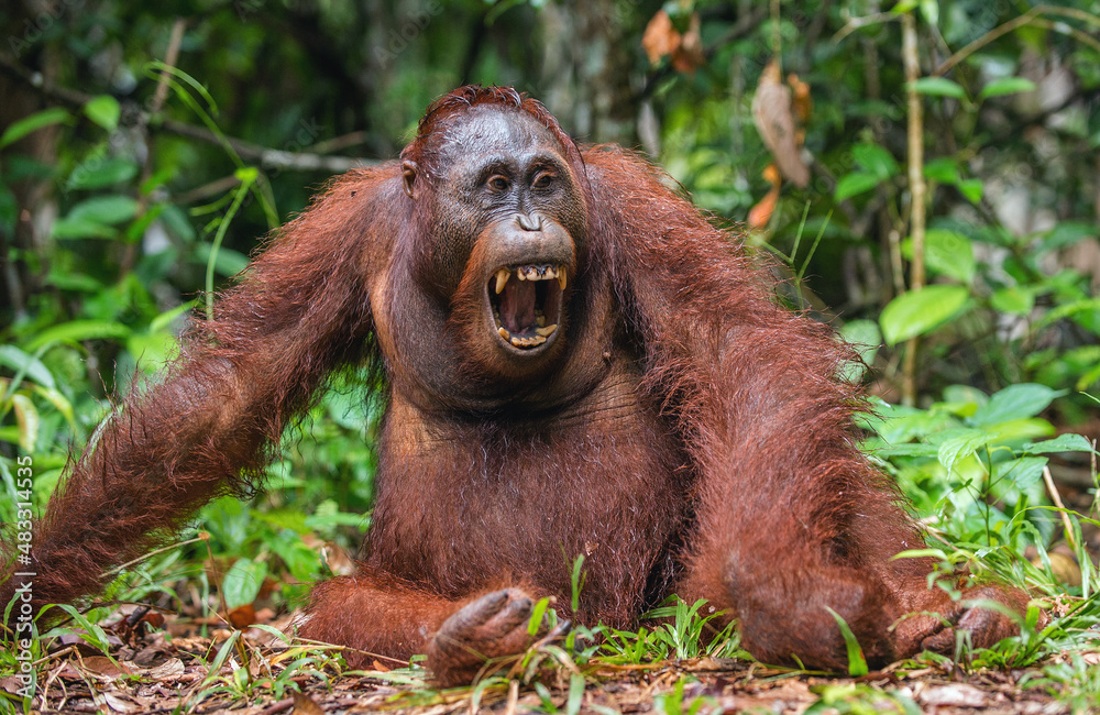 A close up portrait of the Bornean orangutan (Pongo pygmaeus) with open ...