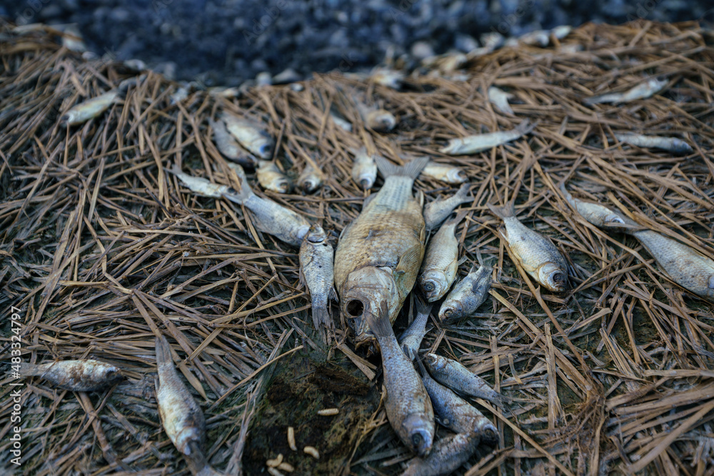 Dead small stinky fish on the shore of the reservoir due to warming ...