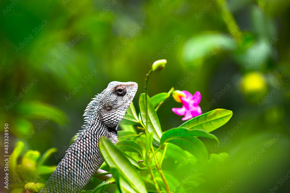 Garden lizard Or also known as Oriental Plant Lizard resting calmly on ...