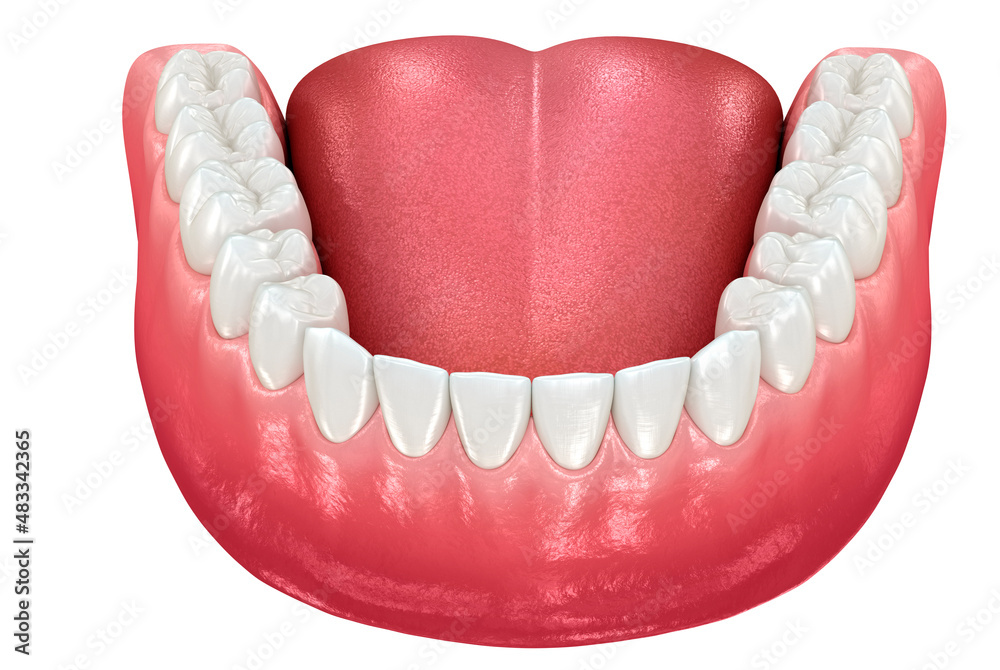 Mandibular human gum and teeth. Medically accurate tooth 3D ...
