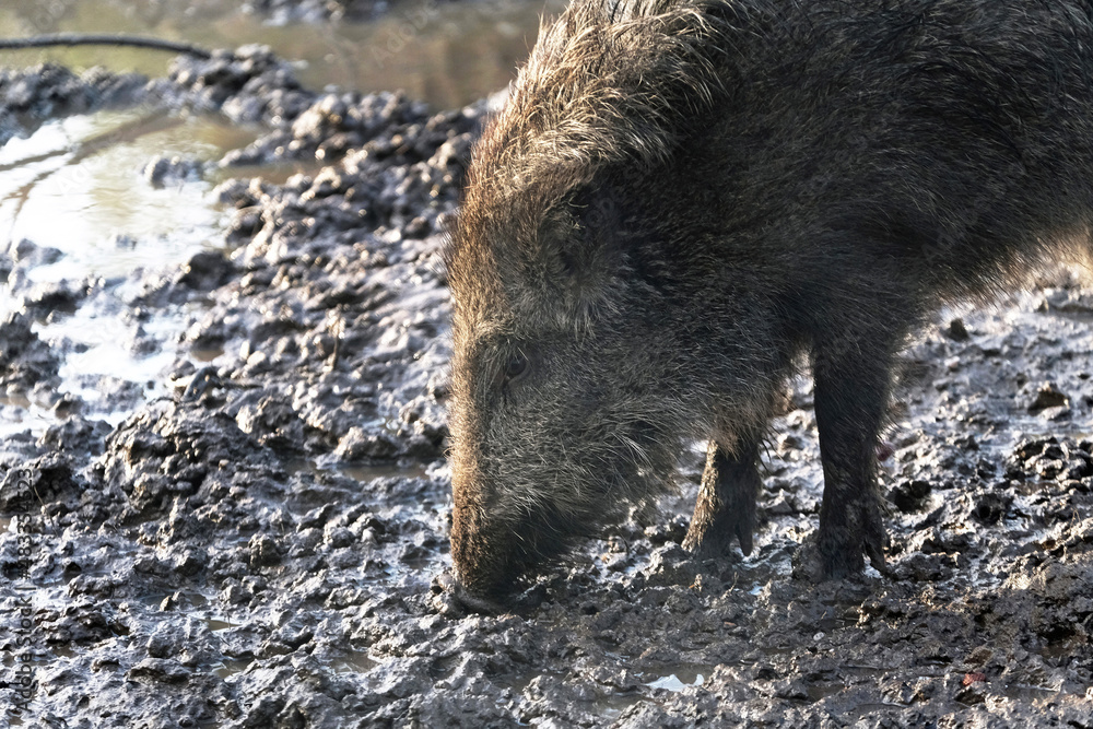 Open wild boar enclosure in the wild animal enclosure Krefeld Huelser ...