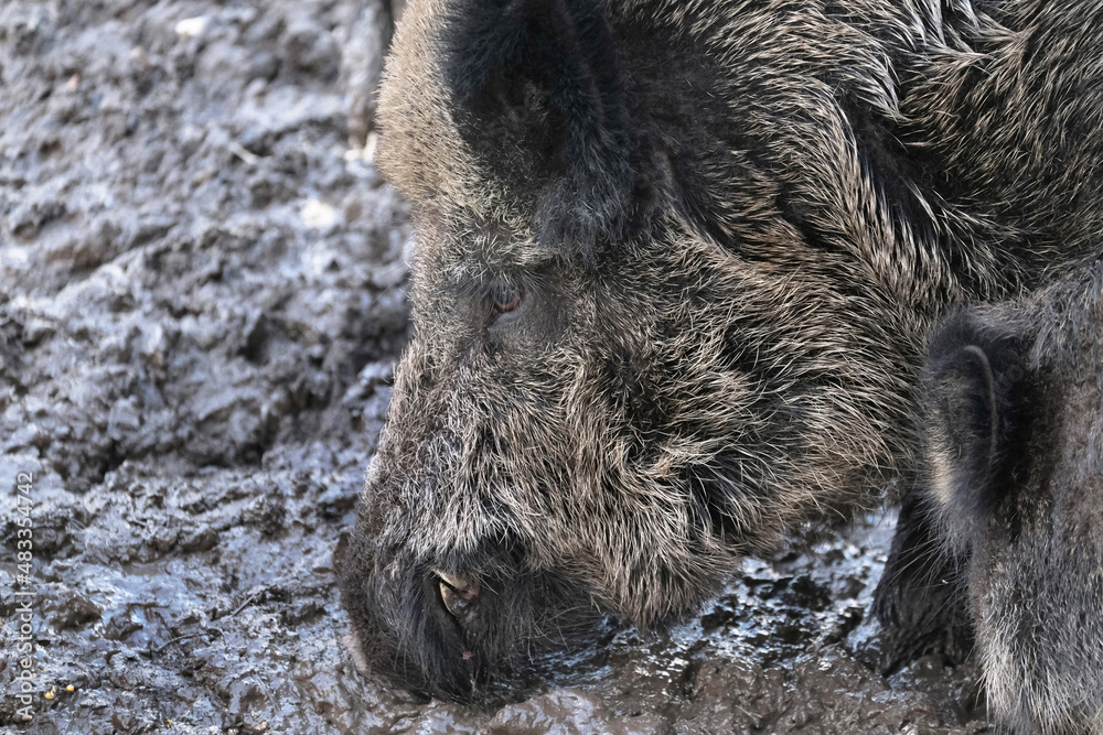 Open wild boar enclosure in the wild animal enclosure Krefeld Huelser ...