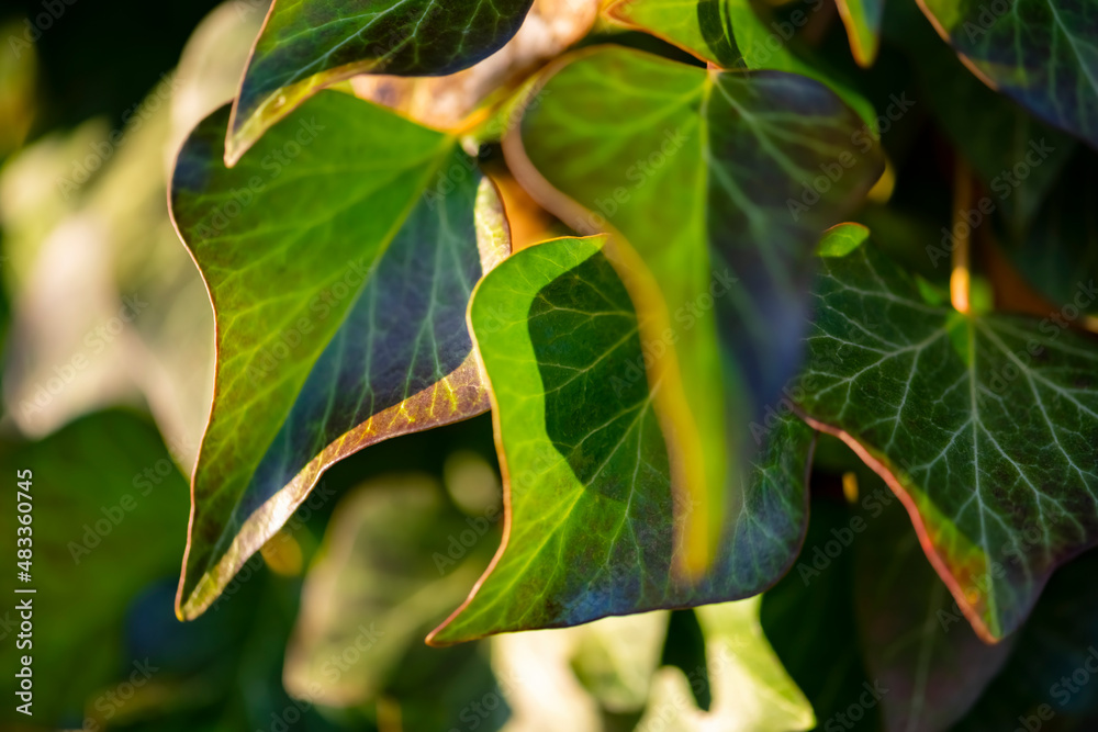 Hedera helix, the common ivy is a species of flowering plant in the ...
