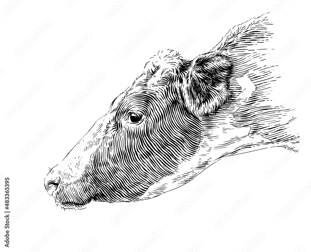 head cow hand drawing sketch engraving illustration style Stock Vector ...