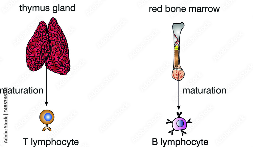 thymus gland. red bone marrow. lymphocyte. t cell b cell .maturartion ...