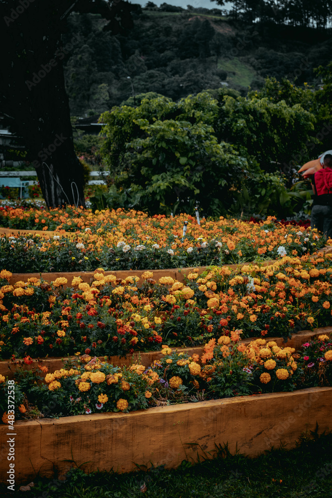 Fotos de flora y fauna de panama Stock Photo | Adobe Stock