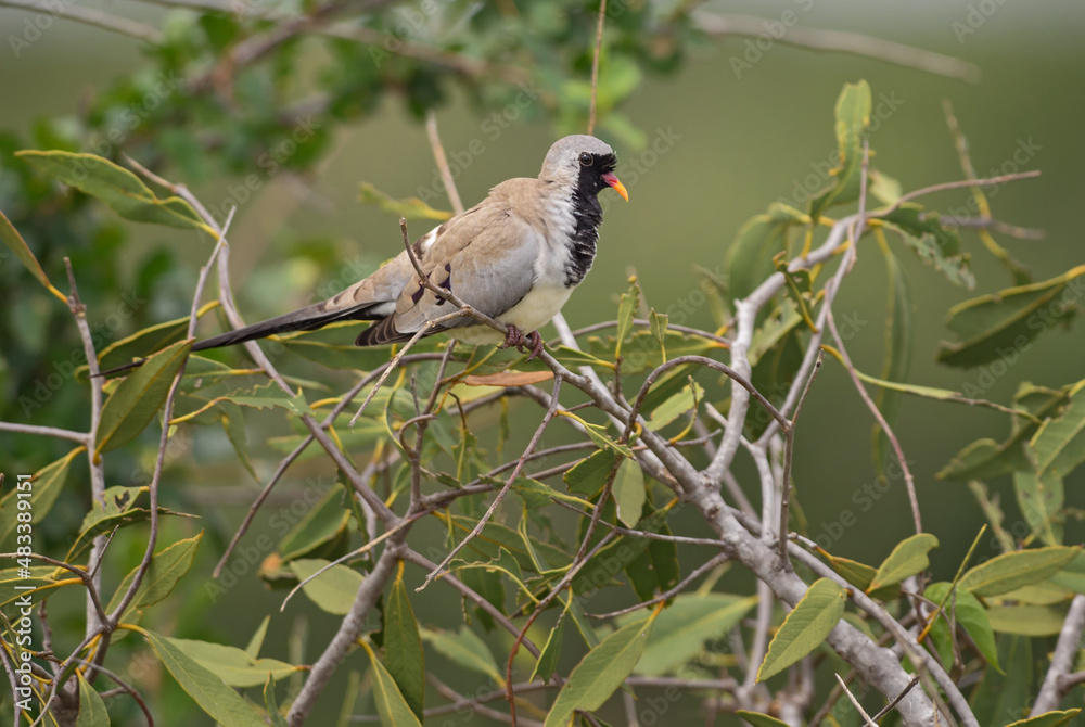 Namaqua Dove - Oena capensis, beatiful small dove from African savannas ...