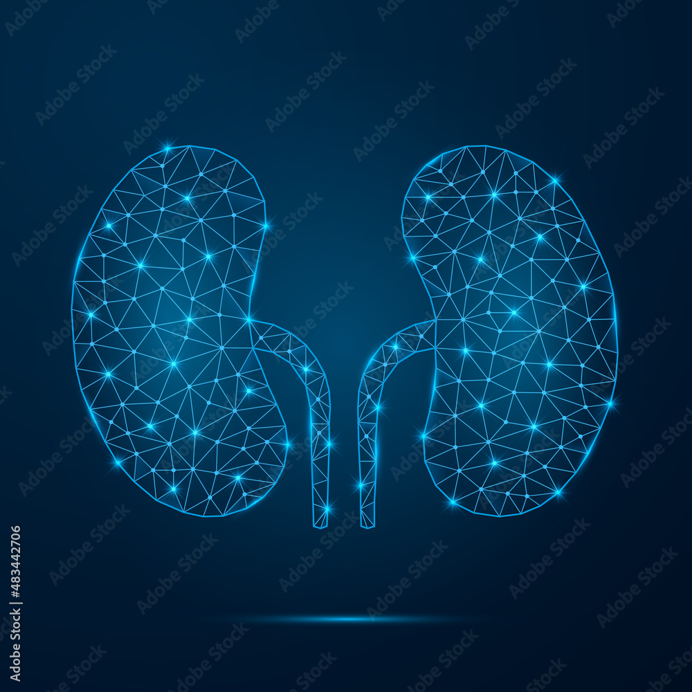 Human kidney with low poly glowing connected dots. Futuristic internal ...