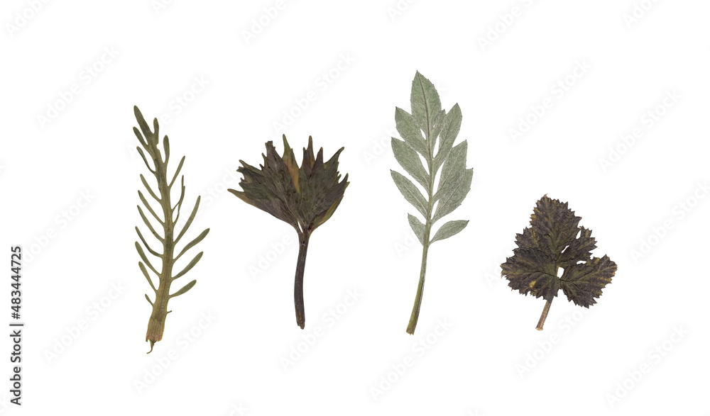 Scan of a set of various pressed tree leaves. Fine vintage deciduous ...
