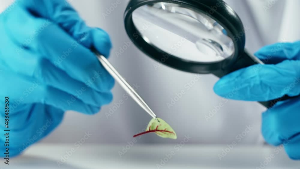 Medical scientist inspecting microgreens, wearing protective unform ...