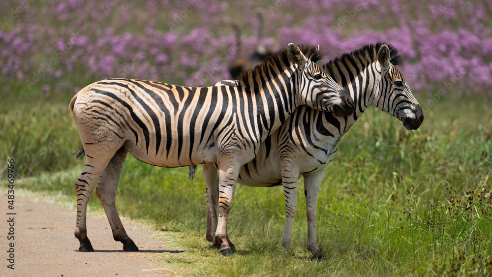 Zebra Grooming an cuddling each other after the mating season has ...