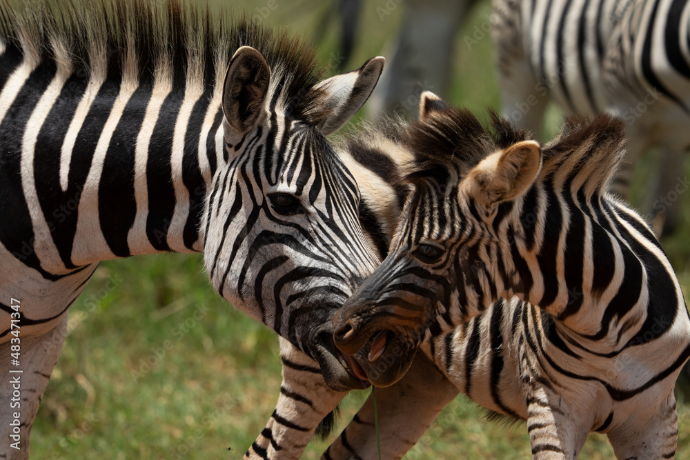 Zebra Grooming an cuddling each other after the mating season has ...