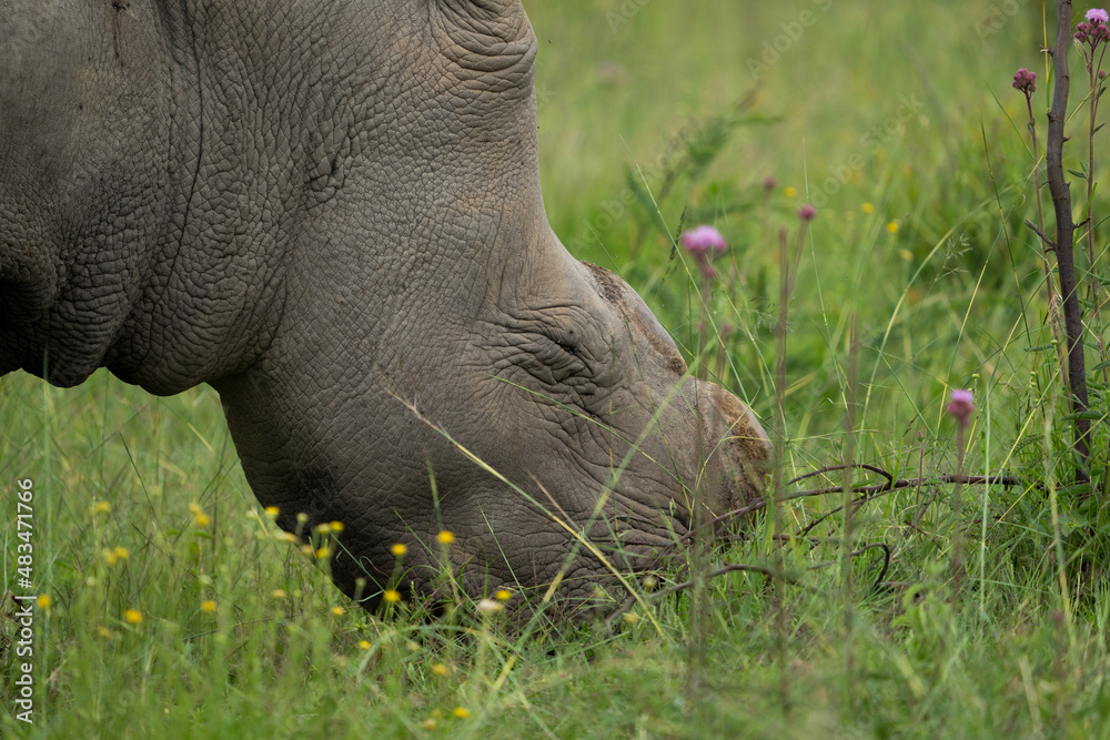 A De horned Rhino to avoid poachers from poaching her in the wildlife ...