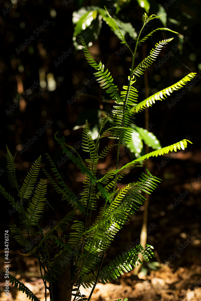 Folhas verde, secas de todos os tamanhos e formas. Folhas de plantas e ...