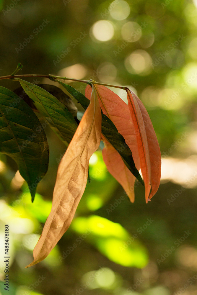 Folhas verde, secas de todos os tamanhos e formas. Folhas de plantas e ...