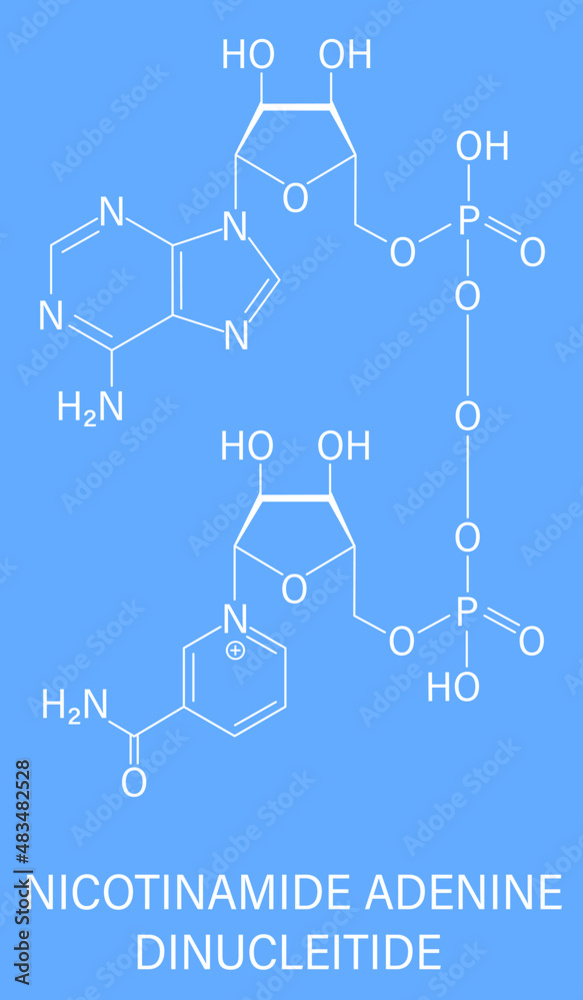 Nicotinamide adenine dinucleotide or NAD+ coenzyme molecule. Important coenzyme in many redox ...