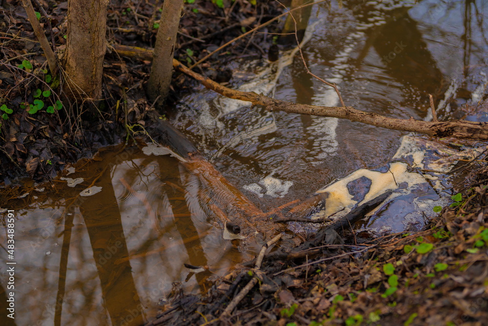 Small river in the forest,very shallow depth of field, beautiful soft ...