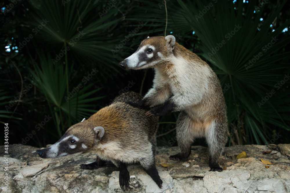 Raccoon coati nosuha Nasua narica in the Yukotan nature Stock Photo ...