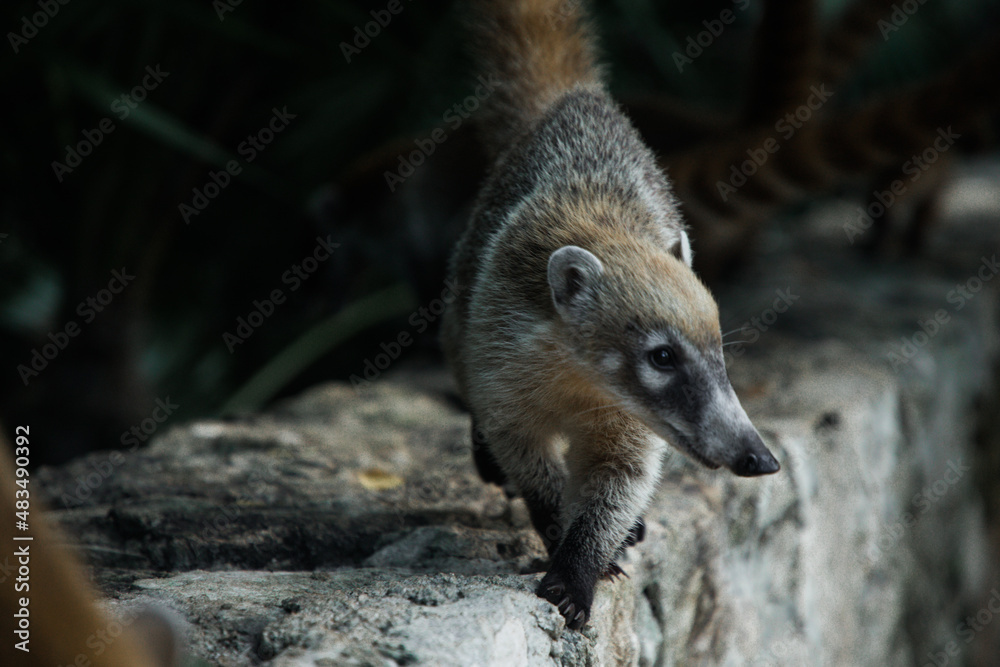 Raccoon coati nosuha Nasua narica in the Yukotan nature Stock Photo ...