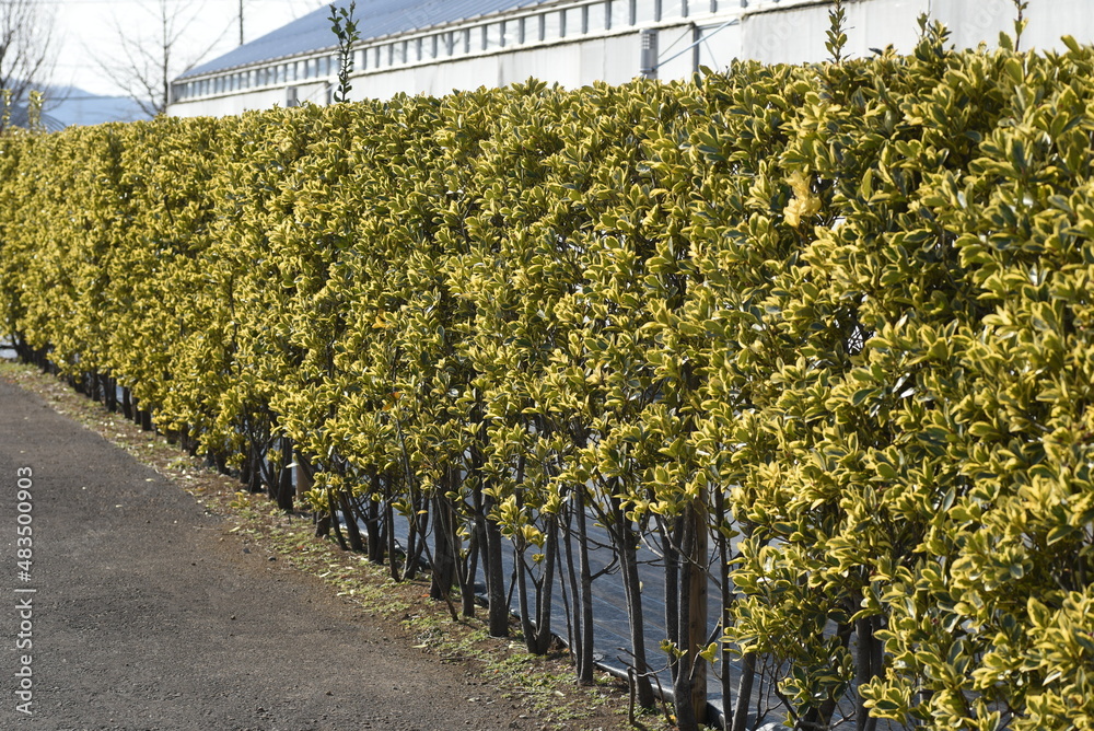 Variegated Japanese spindle tree hedges, leaves and seeds. Celastraceae ...