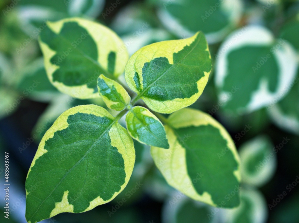 Foliage Lust Anastasia Hanging leaves Macro green leaf of flowers ...