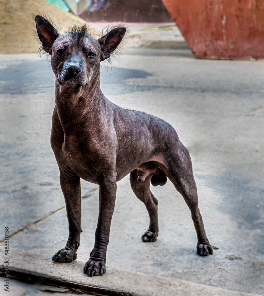 xoloitzcuintle, canino, raza canina, perro, macho Stock Photo | Adobe Stock