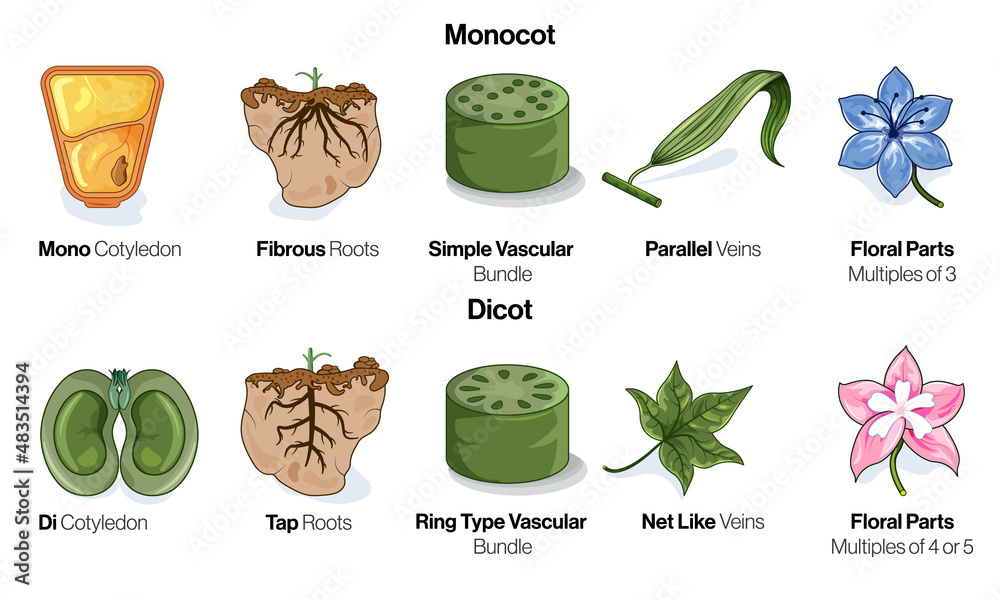 Monocot vs Dicot, Detailed Vector Illustration Comparing Plant ...