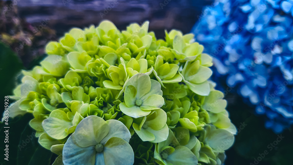 Purple Hydrangea flower (Hydrangea macrophylla) in a garden. green ...