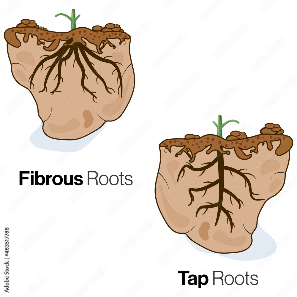 Vetor de Fibrous Root and Tap Root Biology, Detailed Vector ...
