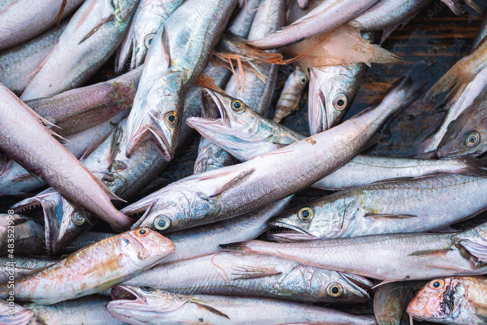 Various freshly just caught fish on a fishing wooden boat ready to be ...