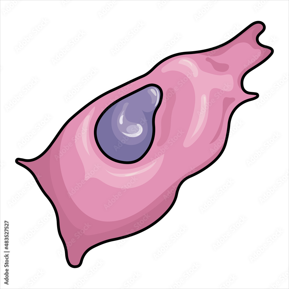 Fibroblast cell vector illustration in white background Stock Vector ...