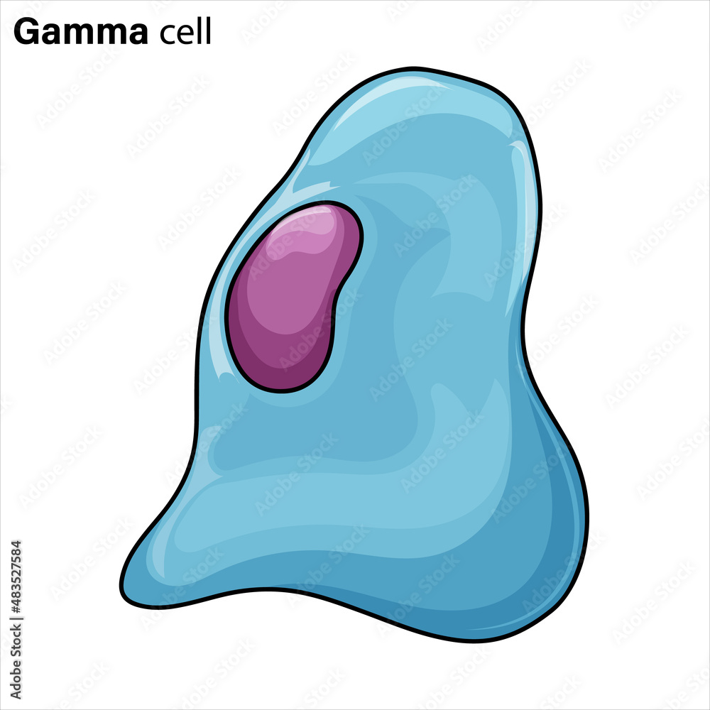 Gamma Cells in Pancreatic Islets, Detailed Vector Illustration of ...