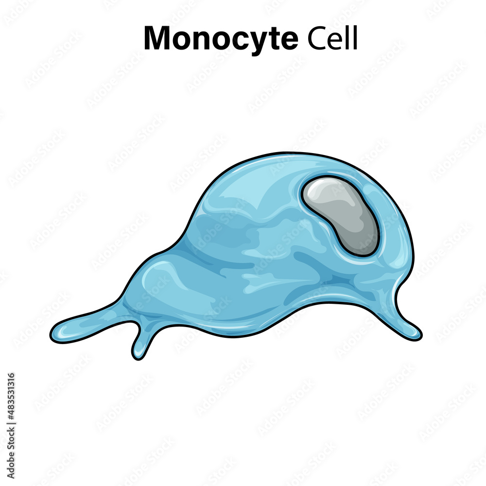 Monocyte Cell Structure, Detailed Vector Illustration of Immune System ...