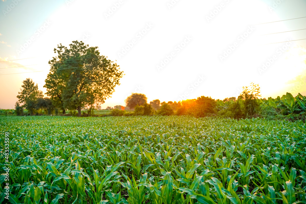 Green sorghum agriculture field with sky background. Stock Photo ...