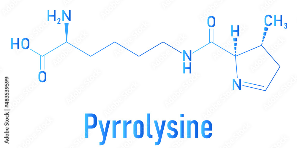 Pyrrolysine or l-pyrrolysine, Pyl, O amino acid molecule. Skeletal ...