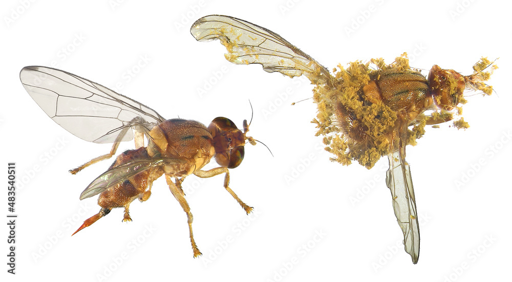 Mediterranean fruit fly or medfly, Ceratitis capitata, infected and ...