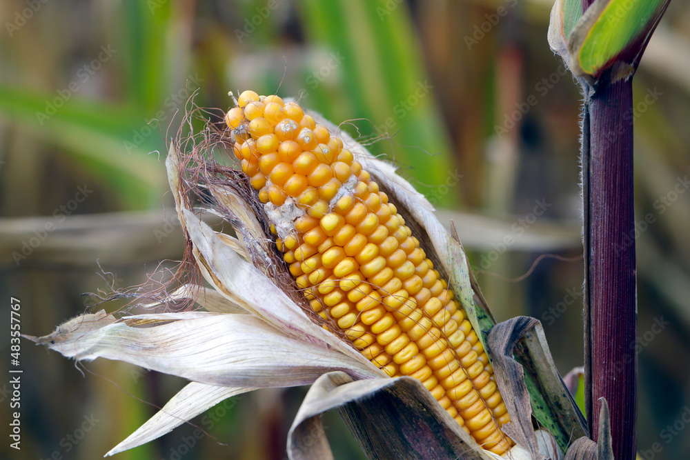 Fusarium ear rot symptoms on kernels. A serious disease of maize caused ...