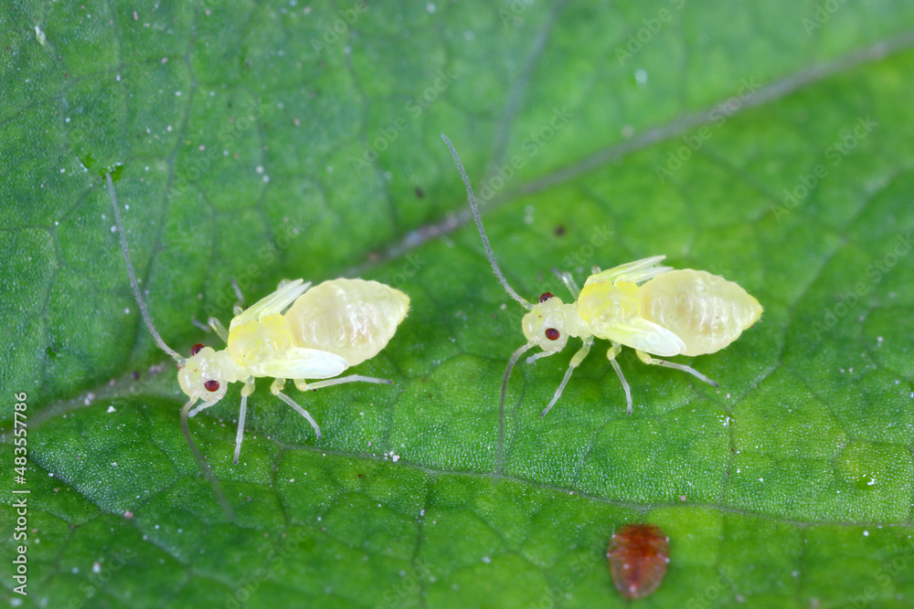 Psocoptera