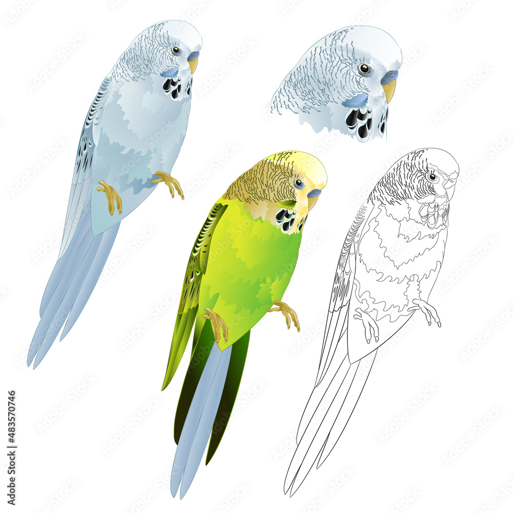 Bird parakeet Budgerigar blue and green pet parakeet or budgie or shell ...
