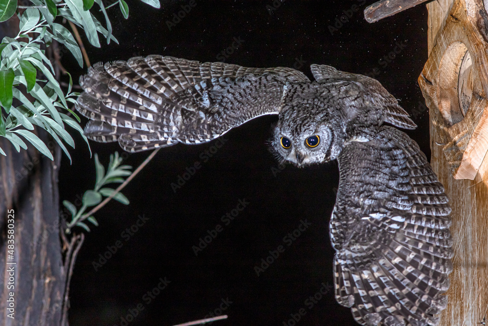 Screech Owl Wings
