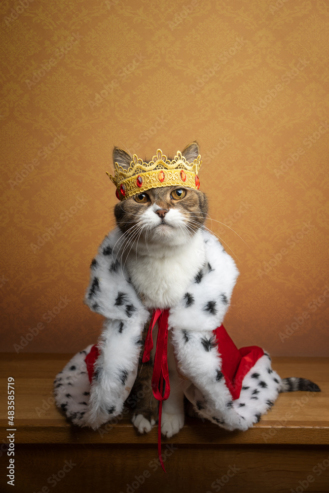 Photo cute cat wearing king costume and crown looking majestic and royal with copy spa ...