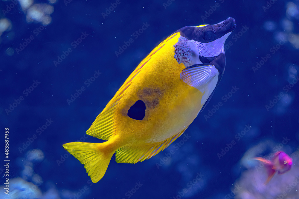 Colorful surgeonfish fish of sea aquarium with coral reef. Foxface ...