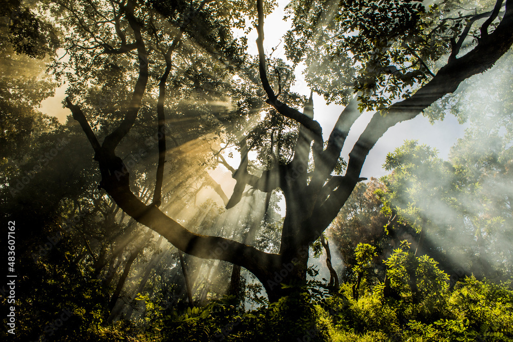 Tyndall effect in a forest Stock-Foto | Adobe Stock