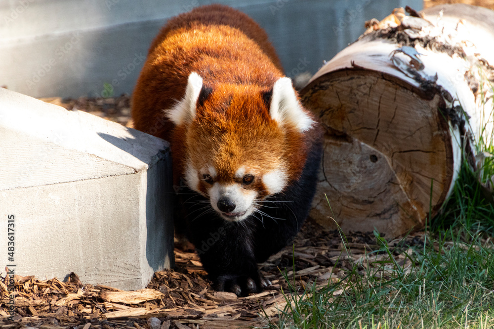 Red Panda Walking