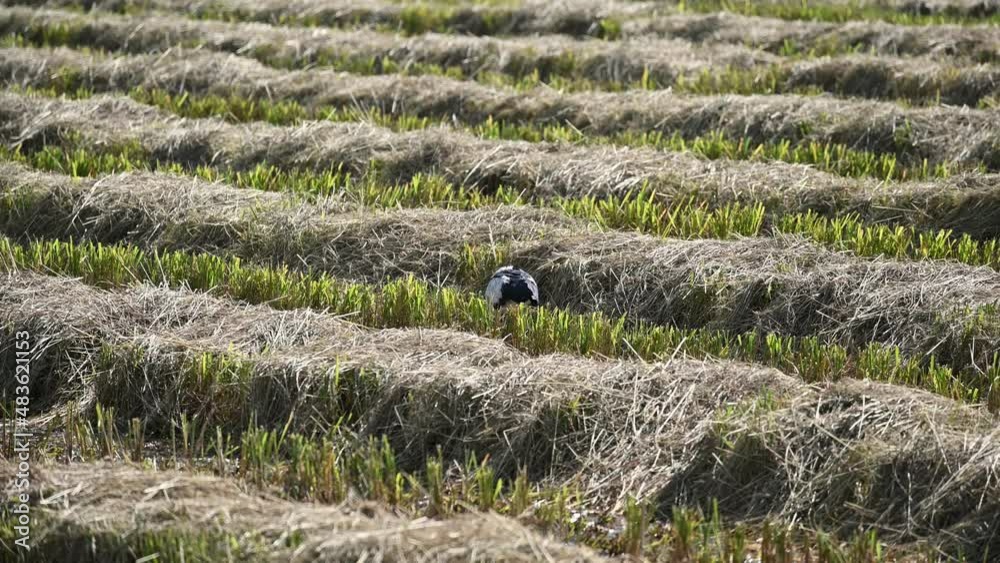 Openbill Stork bird eating seed rice in plantation Stock Video | Adobe ...