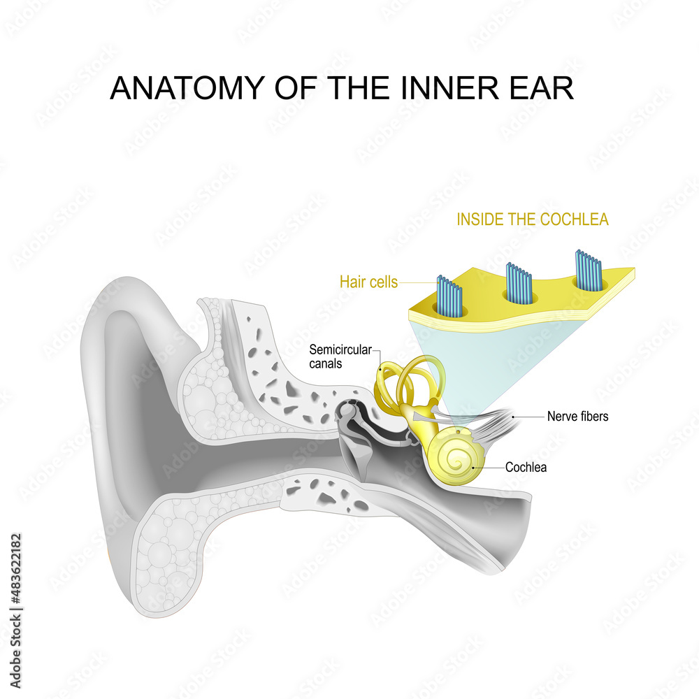 Anatomy of the inner ear. Close-up of Hair cells Stock Vector | Adobe Stock