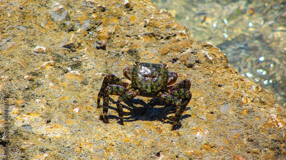 Carcinus aestuarii o Cangrejo del Mediterráneo, El cangrejo ...