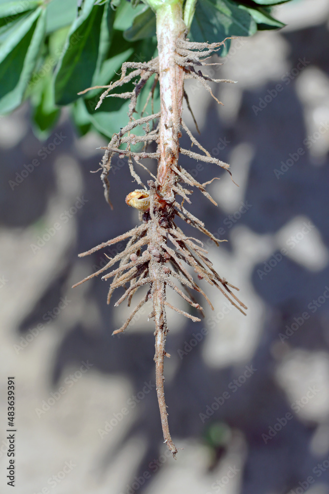 Nodules of broad beans roots. Atmospheric nitrogen-fixing bacteria live ...
