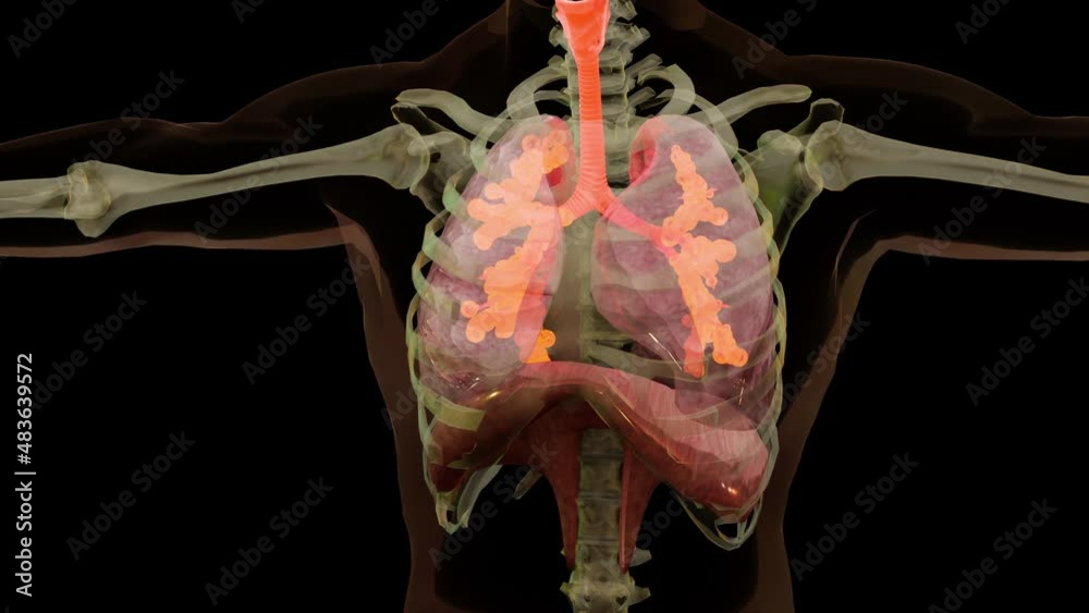 Human Respiratory System Lungs Anatomy Animation Concept. visible lung ...